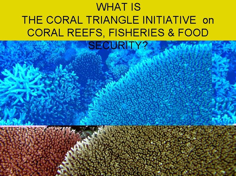 WHAT IS THE CORAL TRIANGLE INITIATIVE on CORAL