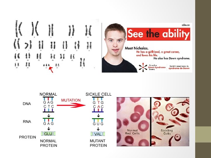 5 Agents of Evolutionary Change 1 Mutation p