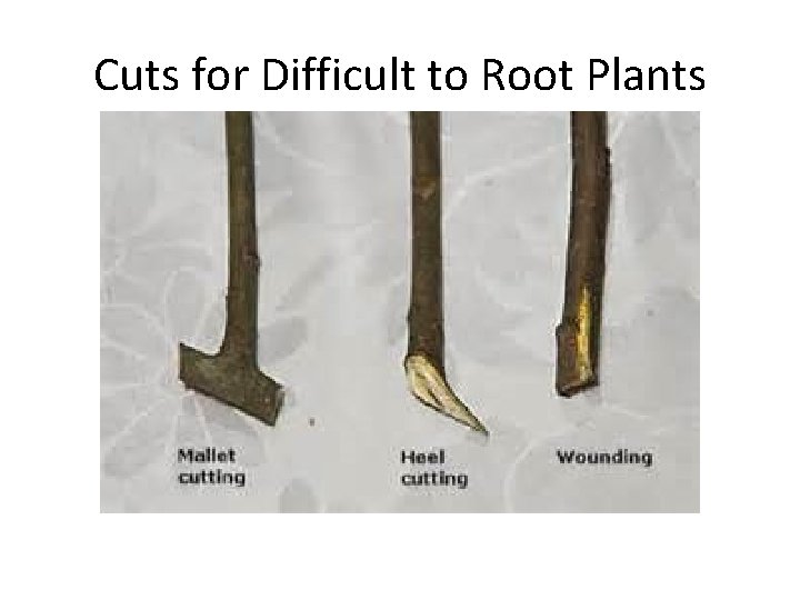 PROPAGATING PLANTS WITH STEM CUTTINGS Mariposa Master Gardener