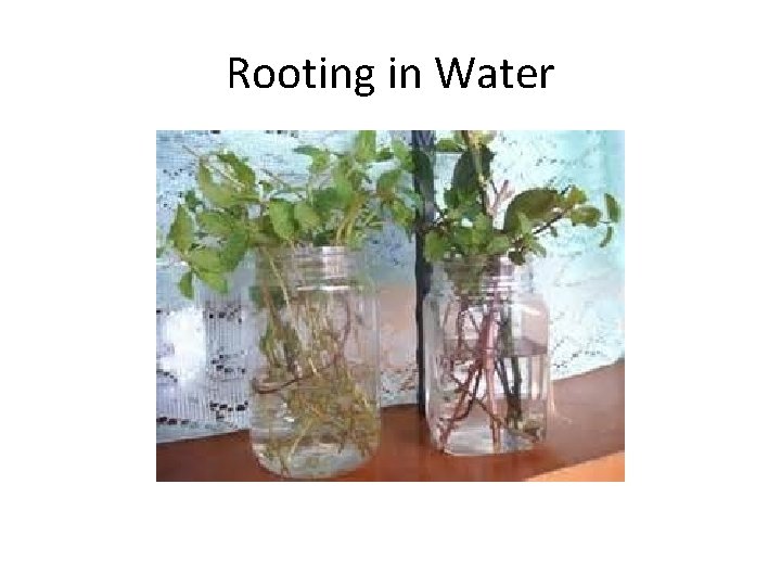 PROPAGATING PLANTS WITH STEM CUTTINGS Mariposa Master Gardener