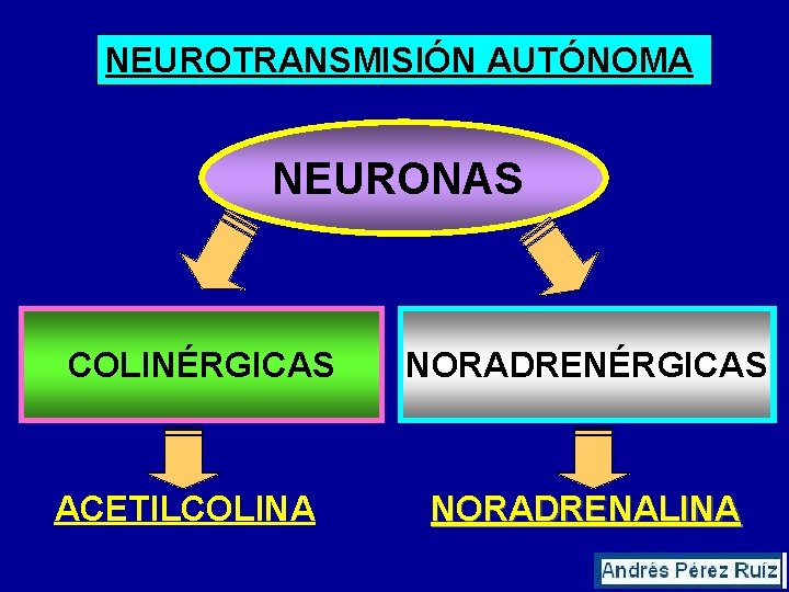 Sistema Nervioso Autnomo Sistema lmbico e hipotalmo Paciente