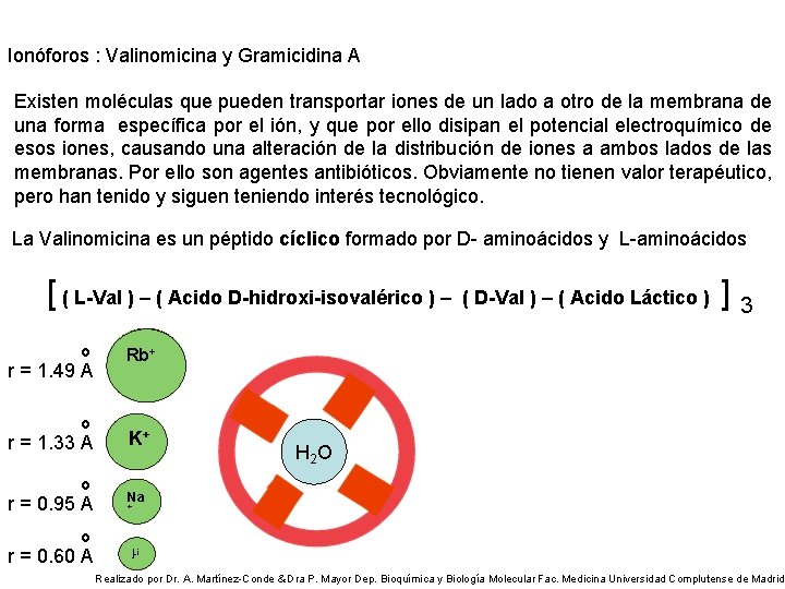Ionforos Valinomicina y Gramicidina A Existen molculas que