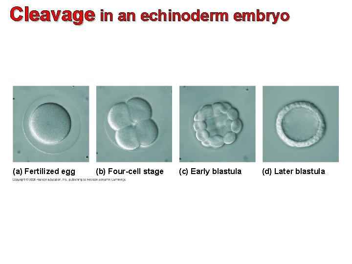 Chapter 47 Animal Development Power Point Lecture Presentations