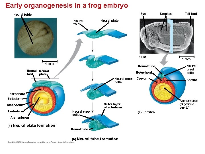 Chapter 47 Animal Development Power Point Lecture Presentations
