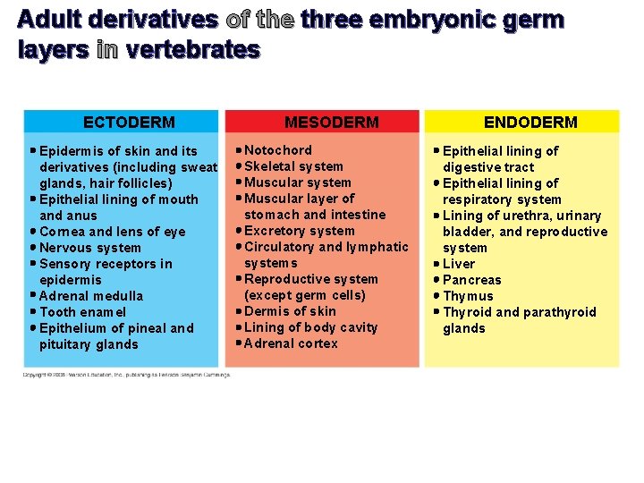 Chapter 47 Animal Development Power Point Lecture Presentations
