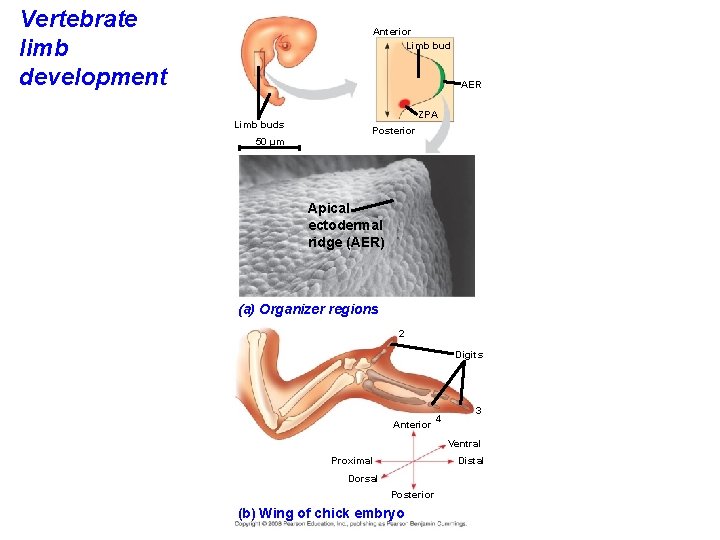 Chapter 47 Animal Development Power Point Lecture Presentations