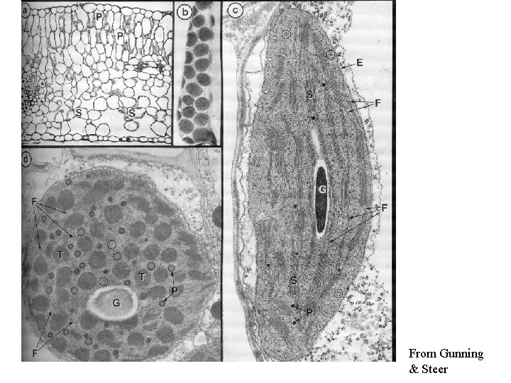 Pioneers in chloroplast plant molecular biology Ruth Sager