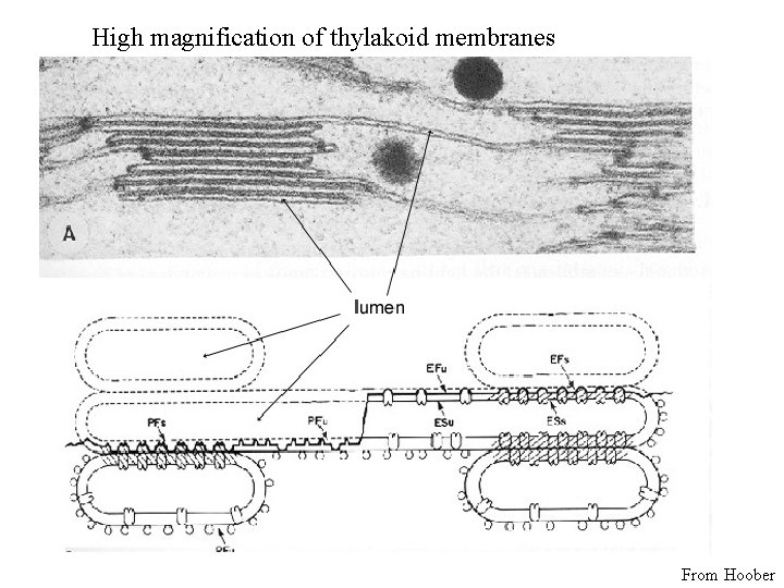 Pioneers in chloroplast plant molecular biology Ruth Sager