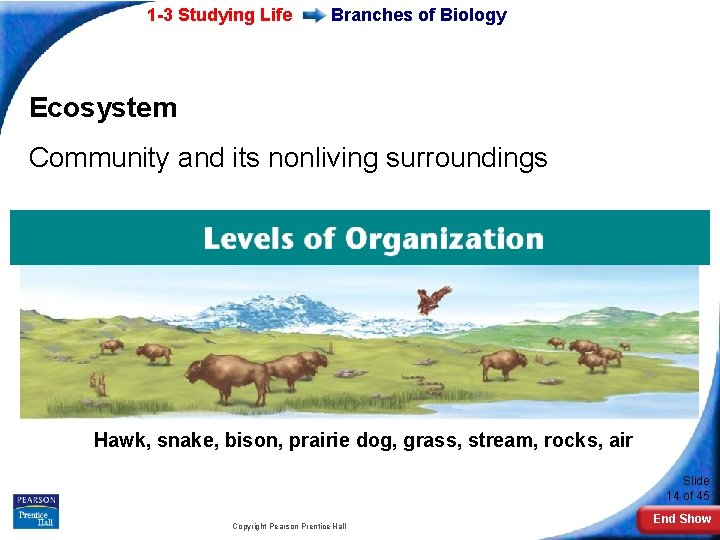 1 3 Studying Life Characteristics of Living Things