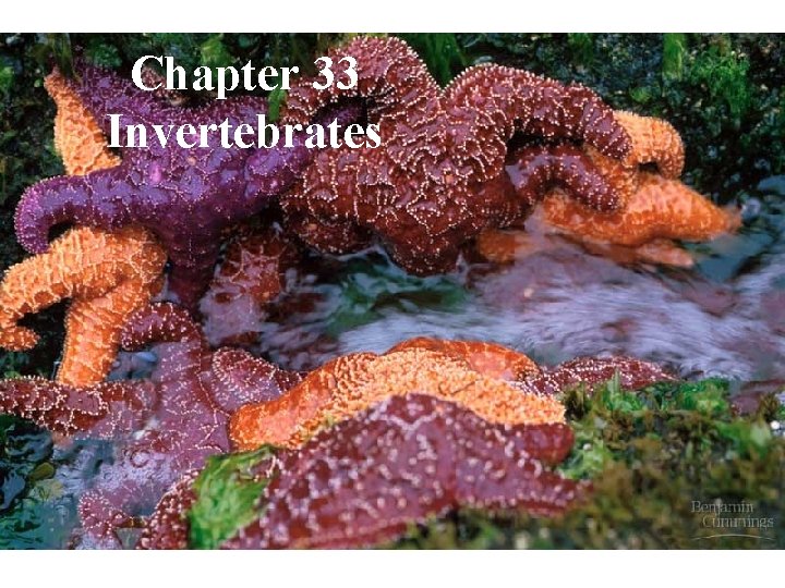 Chapter 33 Invertebrates I Parazoa A Phylum Porifera