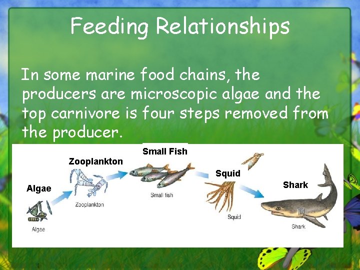 Ecology Organisms and Their Environment What is Ecology