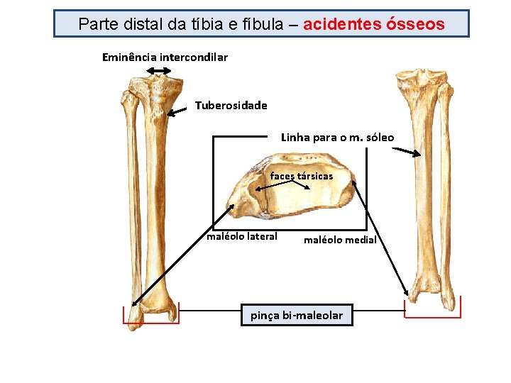 ANATOMIA TOPOGRFICA DOS MEMBROS INFERIORES AULA 5 Msculos