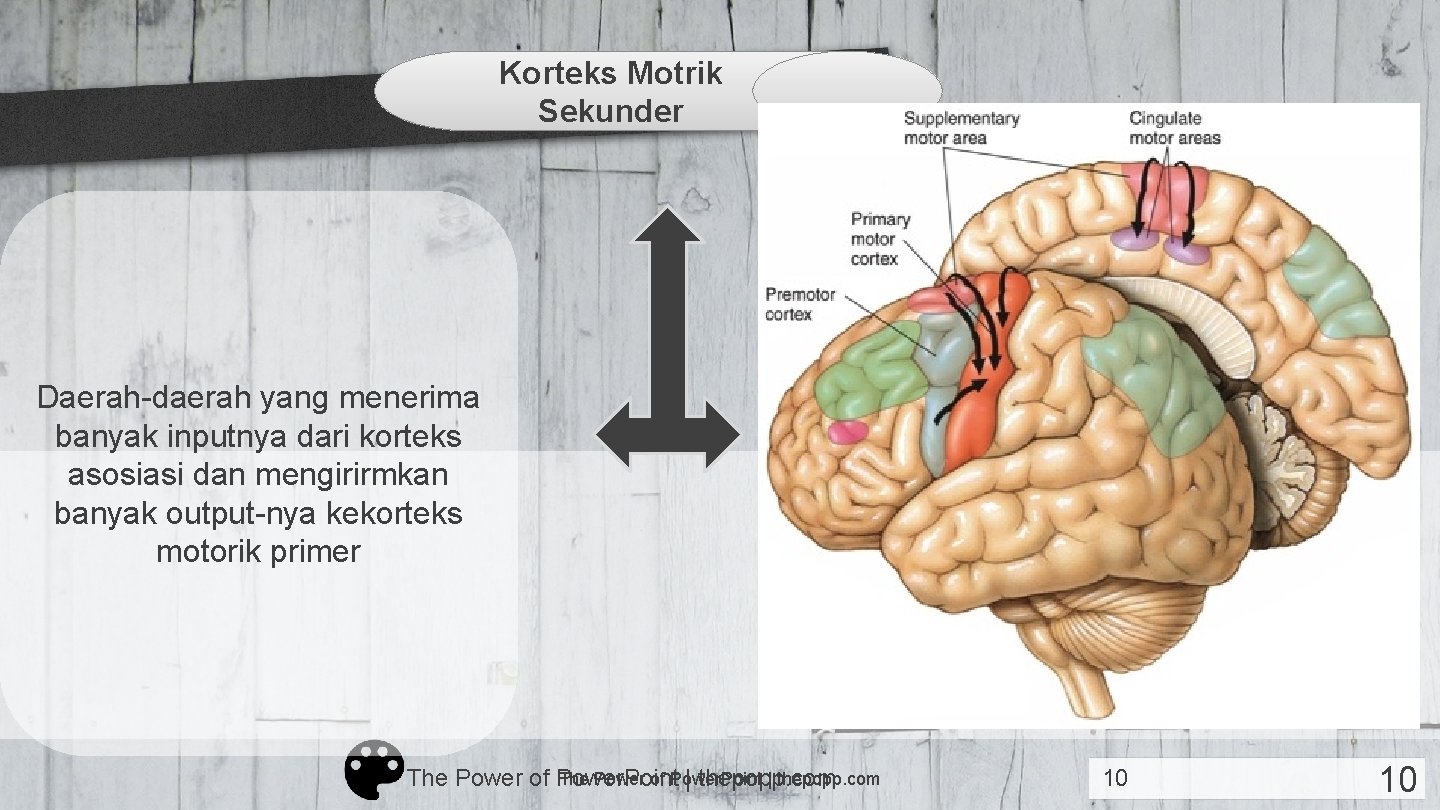 SENSORIMOTOR Diibaratkan sebuah perusahaan besar yang efisien yang