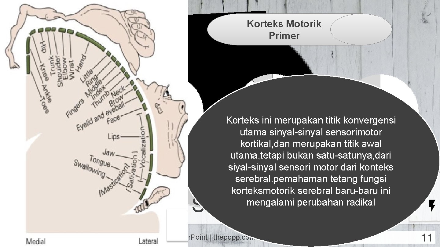 SENSORIMOTOR Diibaratkan sebuah perusahaan besar yang efisien yang