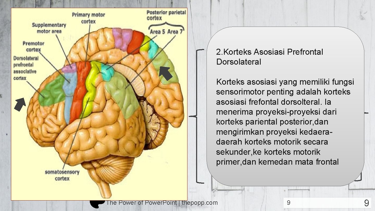 SENSORIMOTOR Diibaratkan sebuah perusahaan besar yang efisien yang