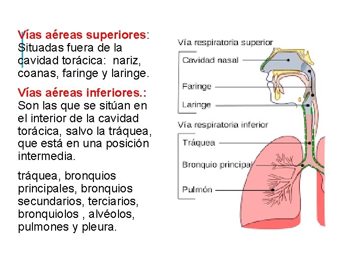 SISTEMA RESPIRATORIO ANATOMIA Y FISIOLOGIA El aparato respiratorio