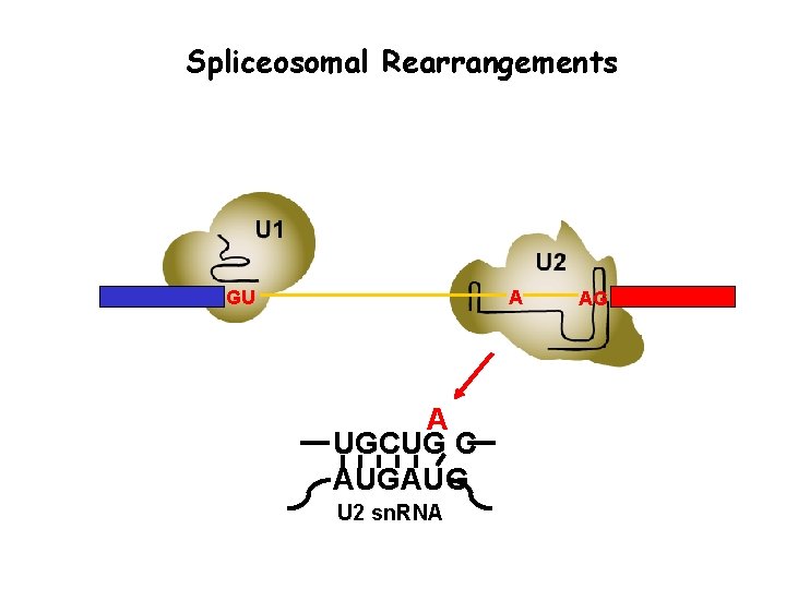 RNA Components of Spliceosome Active Site Complex RNA