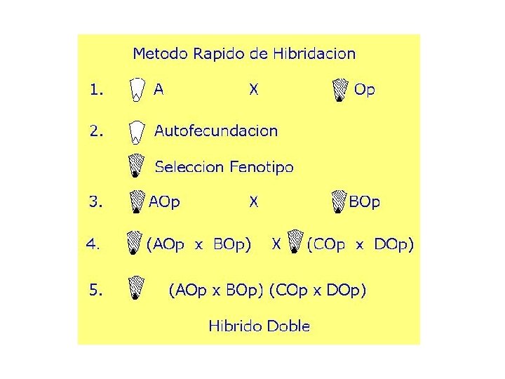 Reproduccin Selectiva de Materiales Unidad IV Cultivos de