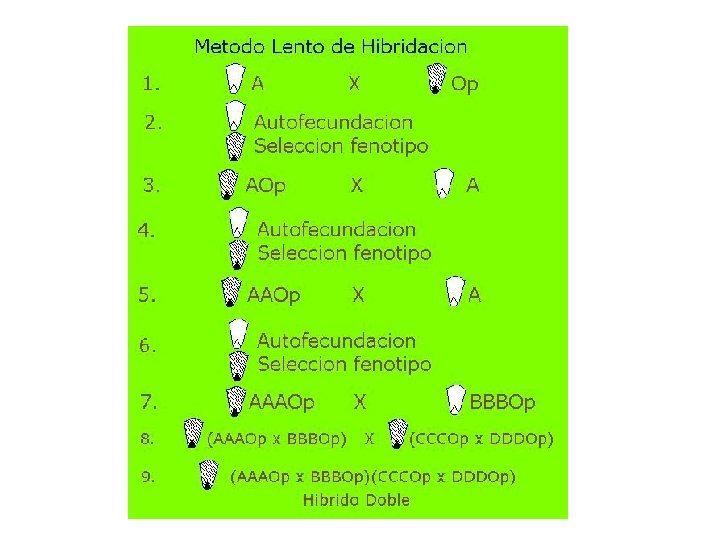 Reproduccin Selectiva de Materiales Unidad IV Cultivos de