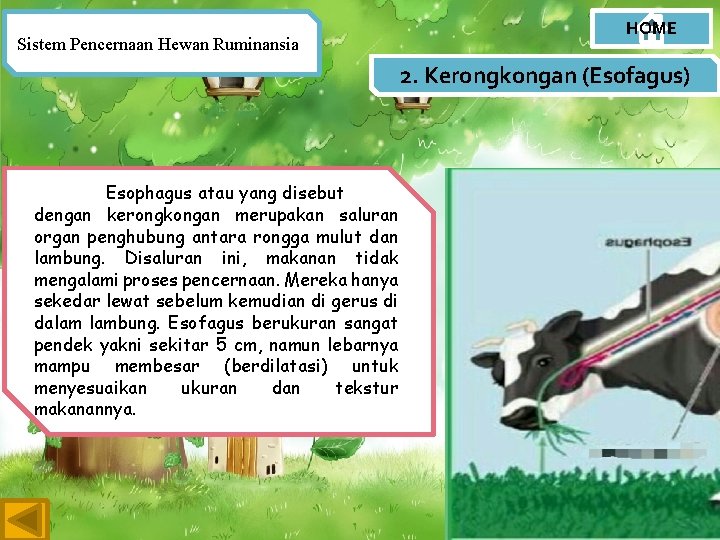 Proses Pencernaan Pada Hewan Ruminansia Reni Tianingsih 14010030