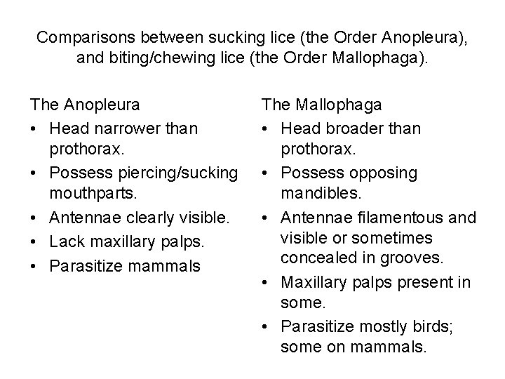 Comparisons between sucking lice the Order Anopleura and