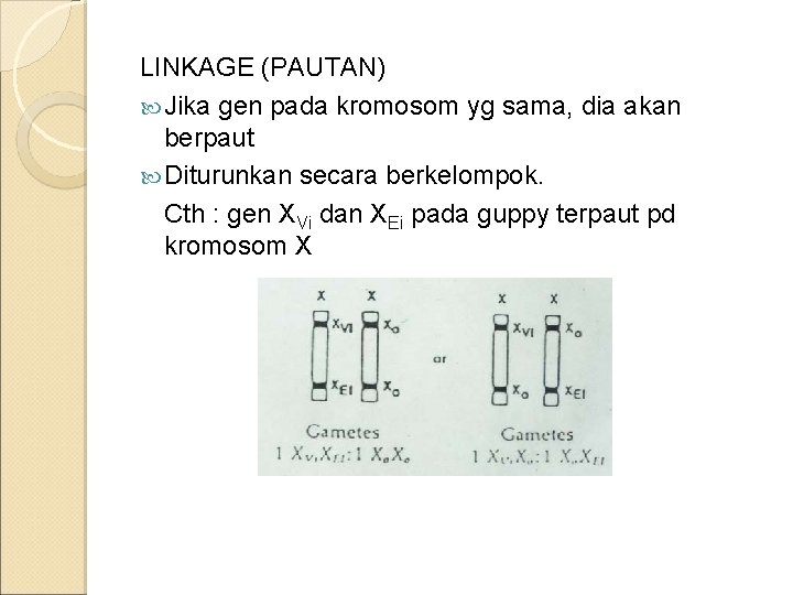 GENETIKA IKAN GEN TERPAUT SEX PLEIOTROPY Fenotip kualitatif