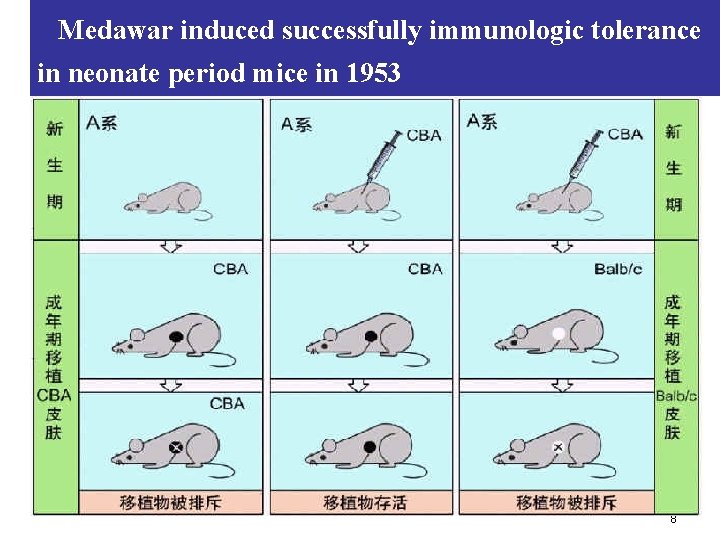 Chapter 15 Immunological Tolerance 1 1 Concept Outline