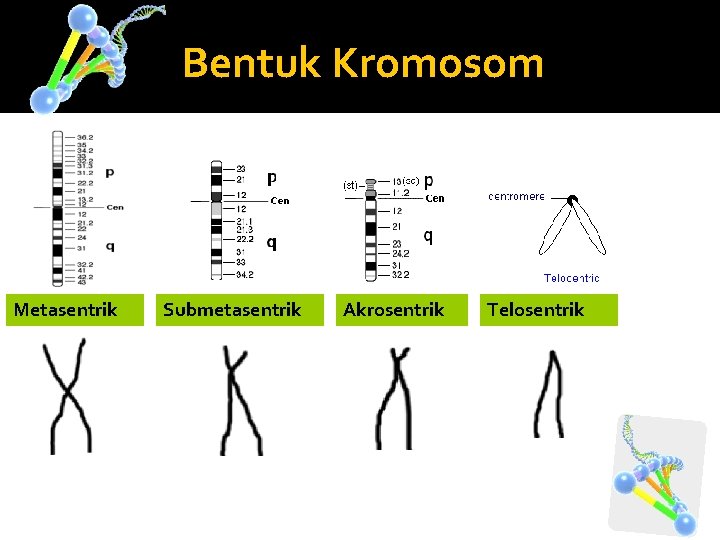 SUBSTANSI GENETIKA 12 Oktober 2015 Kromosom v Substansi