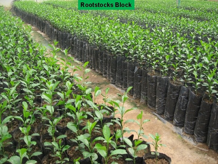 Kharif Campaign 2016 Group No 7 on Technology