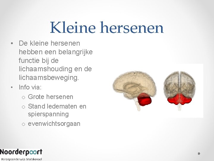 De Hersenen Cerebrum Door Roel van der Hoek