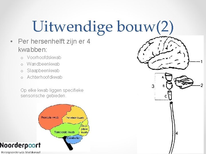 De Hersenen Cerebrum Door Roel van der Hoek