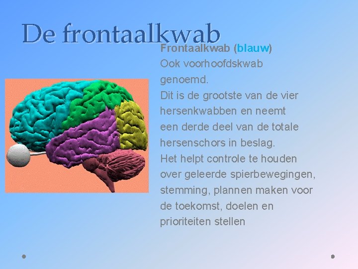 De Hersenen Cerebrum Door Roel van der Hoek