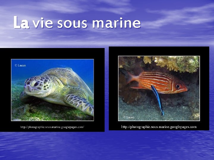 La vie sous marine La mer est une