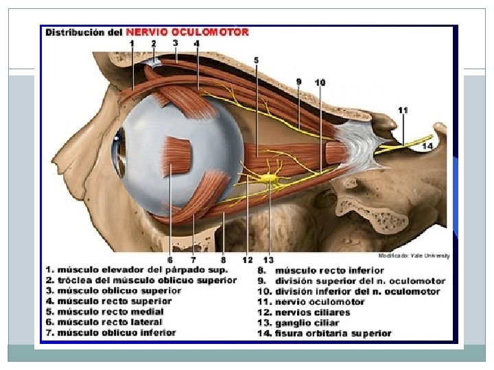 Pares craneales Son fibras sensitivas que transmiten impulsos
