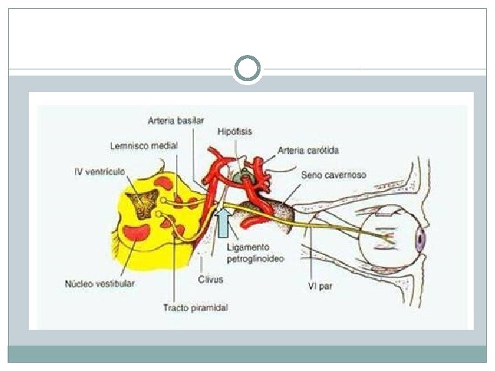 Pares craneales Son fibras sensitivas que transmiten impulsos