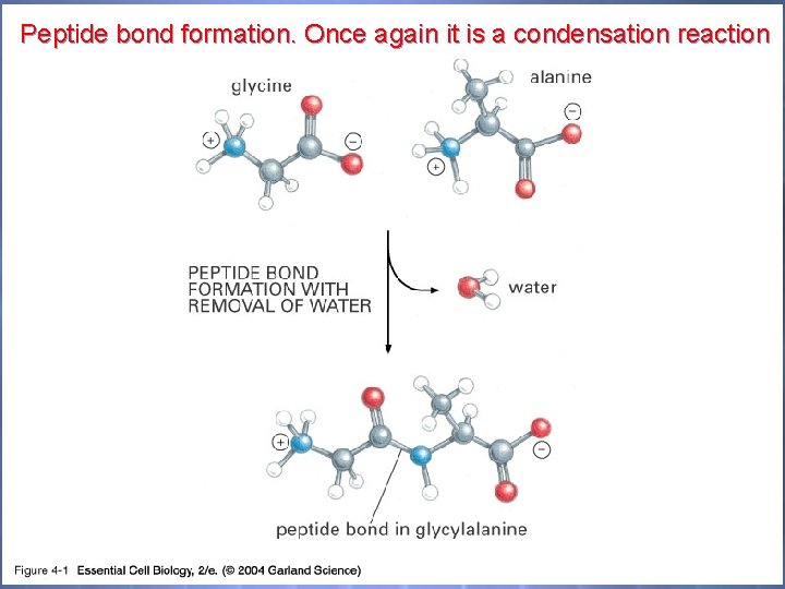 Protein structure function Lecture 7 Chapter 4 part