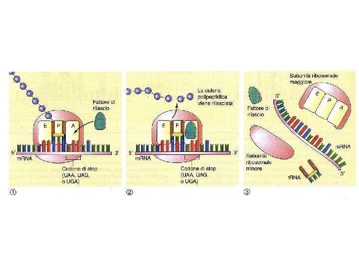 P CODICE GENETICO E SINTESI PROTEICA CODICE GENETICO