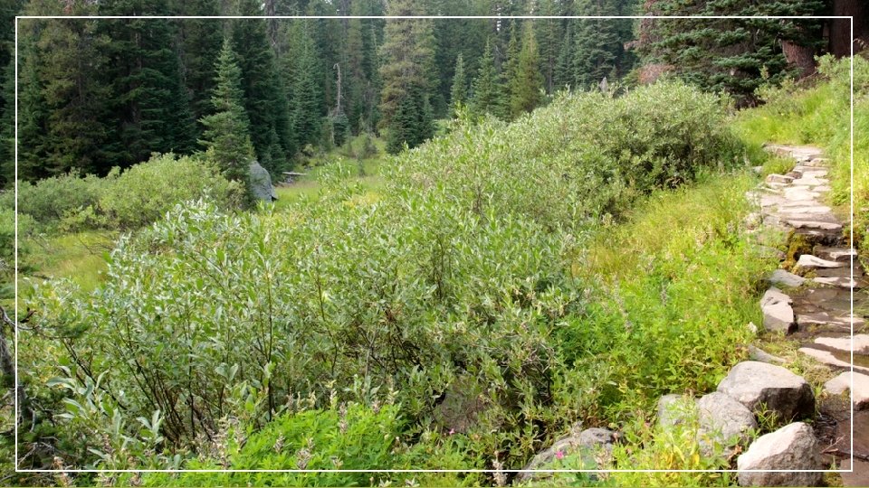 GARDEN ECOSYSTEMS ARE AWESOME Parts of the Garden