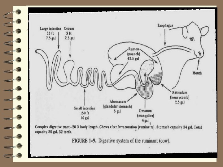 Digestive Systems Chris Ellason Digestion and Absorption 4