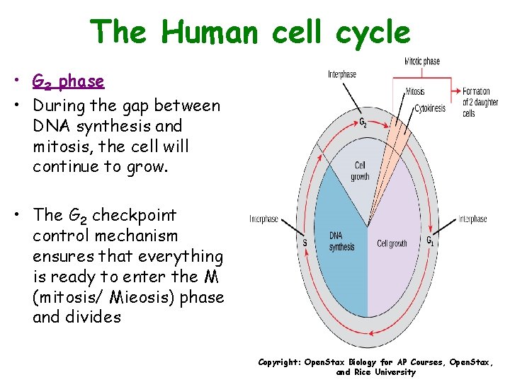 Human Biology BIOL 104 Talk Eleven Cell Reproduction