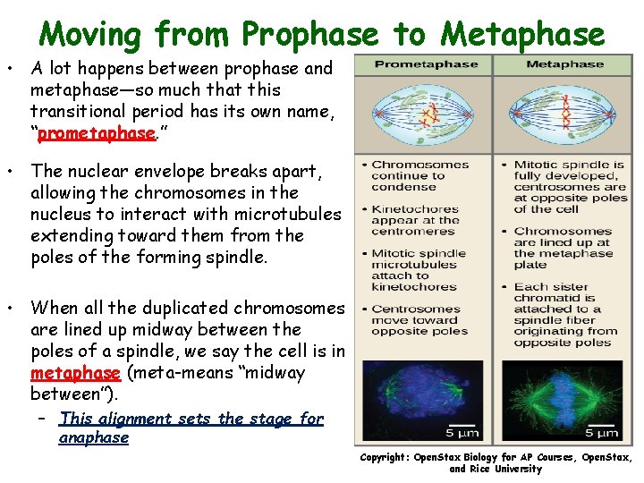Human Biology BIOL 104 Talk Eleven Cell Reproduction