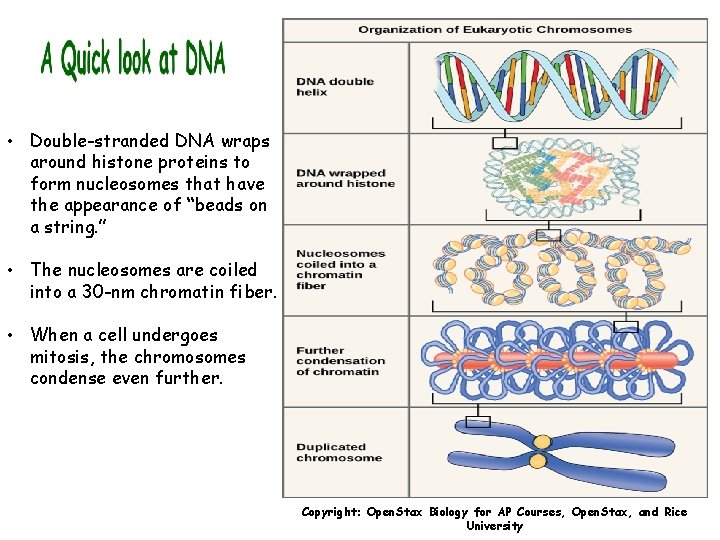 Human Biology BIOL 104 Talk Eleven Cell Reproduction