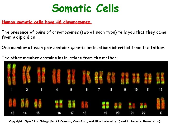 Human Biology BIOL 104 Talk Eleven Cell Reproduction