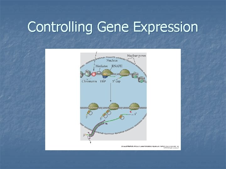 Differential Gene Expression Differential Gene Transcription n What