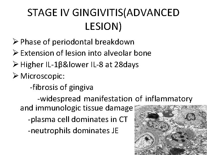 GINGIVAL INFLAMMATION INTRODUCTION Stage I GingivitisInitial lesion Stage
