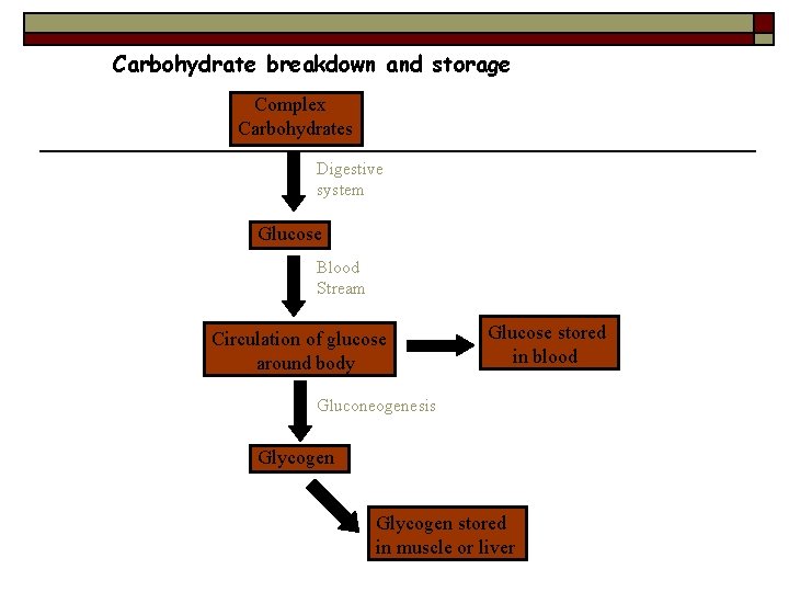 Energy for Muscular Activity Learning Objectives o To