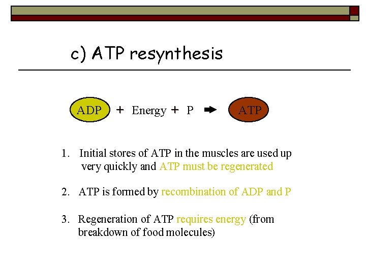 Energy for Muscular Activity Learning Objectives o To