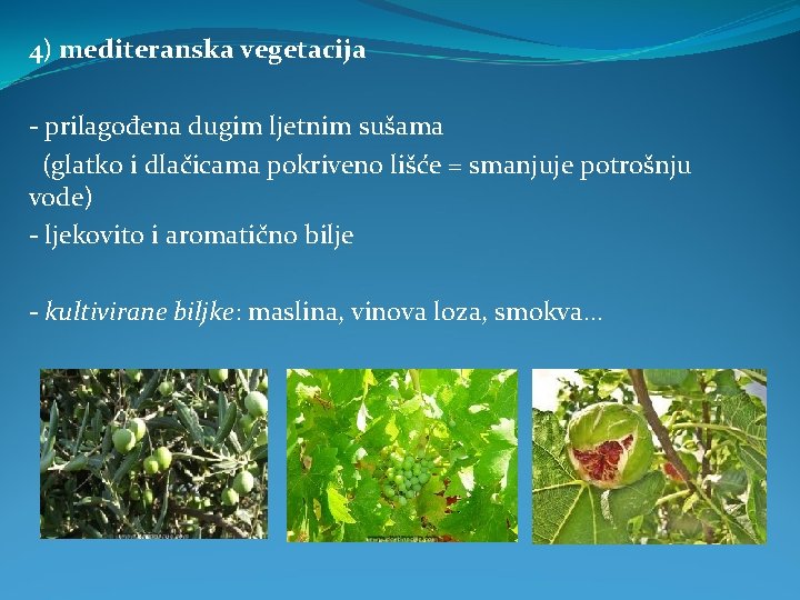 Klimatskovegetacijske zone klima i biljni pokrov su povezani