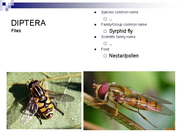 DIPTERA Flies Ordinal Characteristics 1 mouthparts often piercingsucking