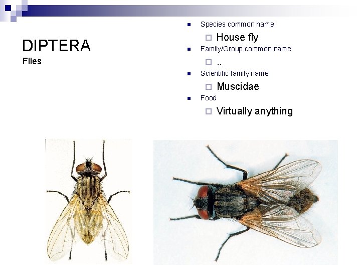 DIPTERA Flies Ordinal Characteristics 1 mouthparts often piercingsucking